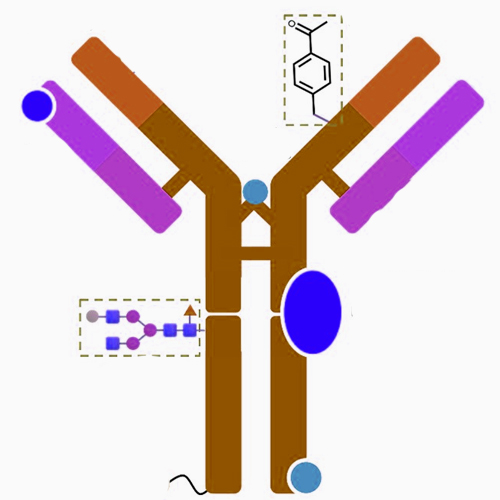 Modified Antibodies - KinesisDx