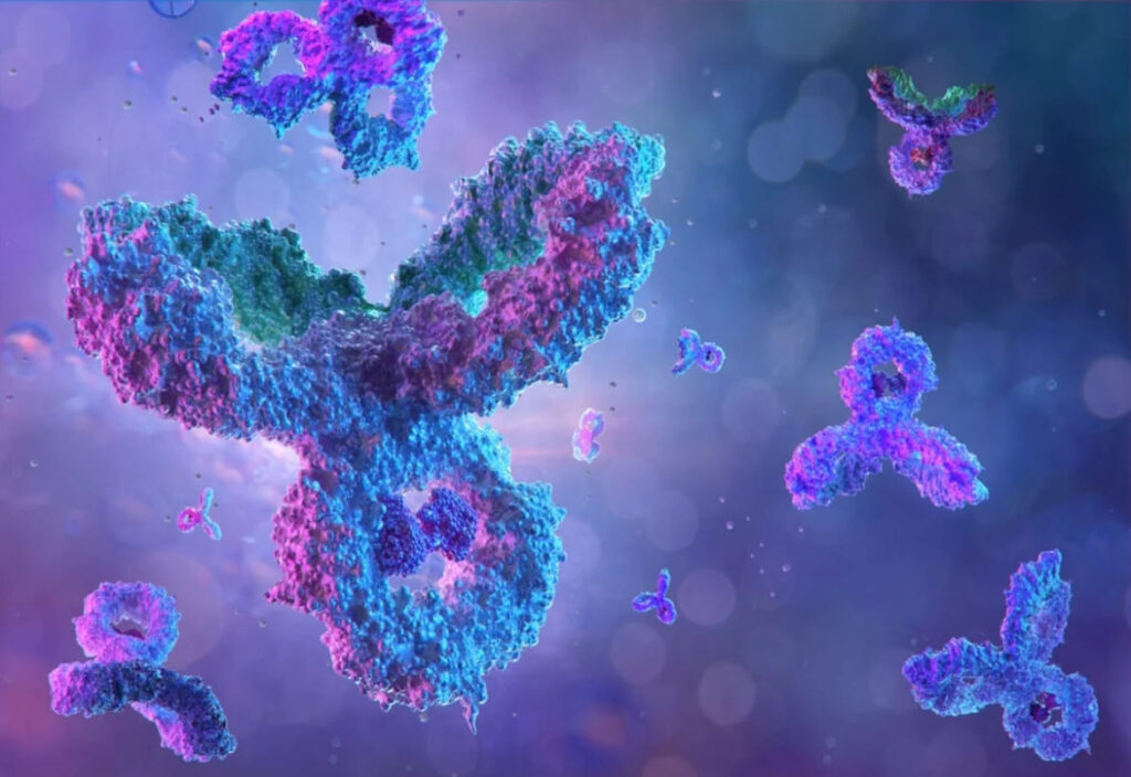 Primary vs. Secondary Antibodies: What’s the Difference and When to Use ...