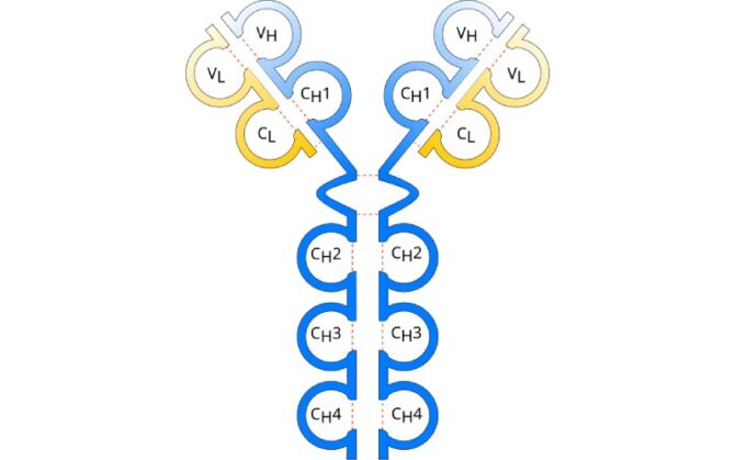 Understanding Antibody Structure: Fc vs Fab, CDRs, and More